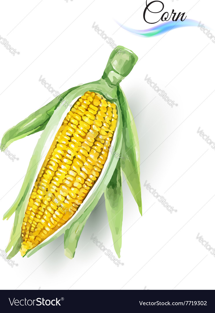Corn cob Royalty Free Vector Image - VectorStock