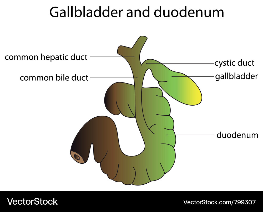 Medical poster - the duodenum and gall bladder Vector Image