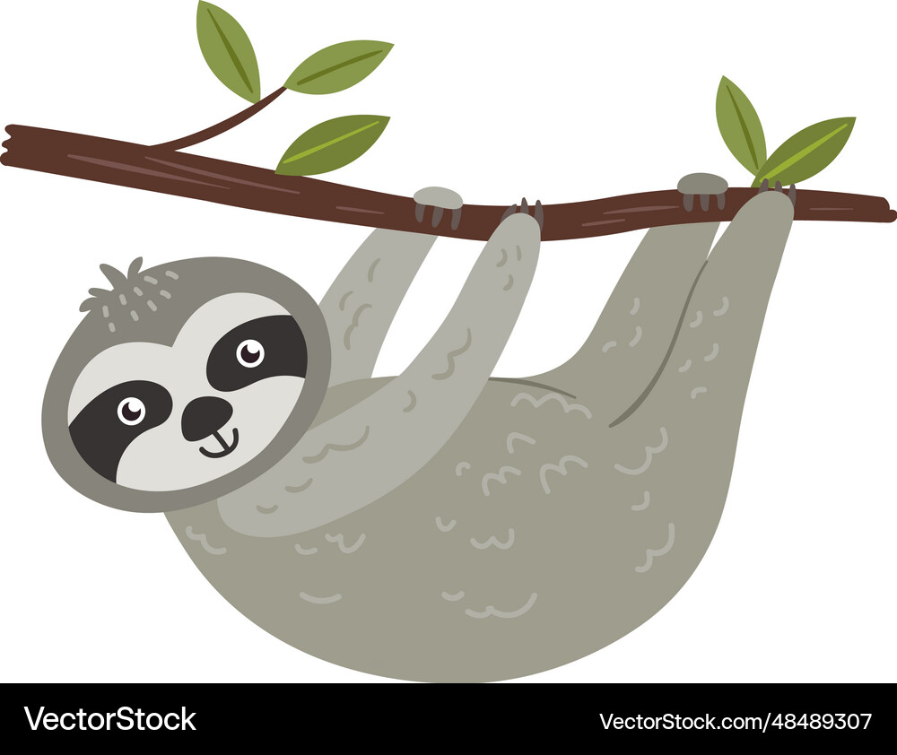 Sloth hanging from tree branch tropical animal Vector Image