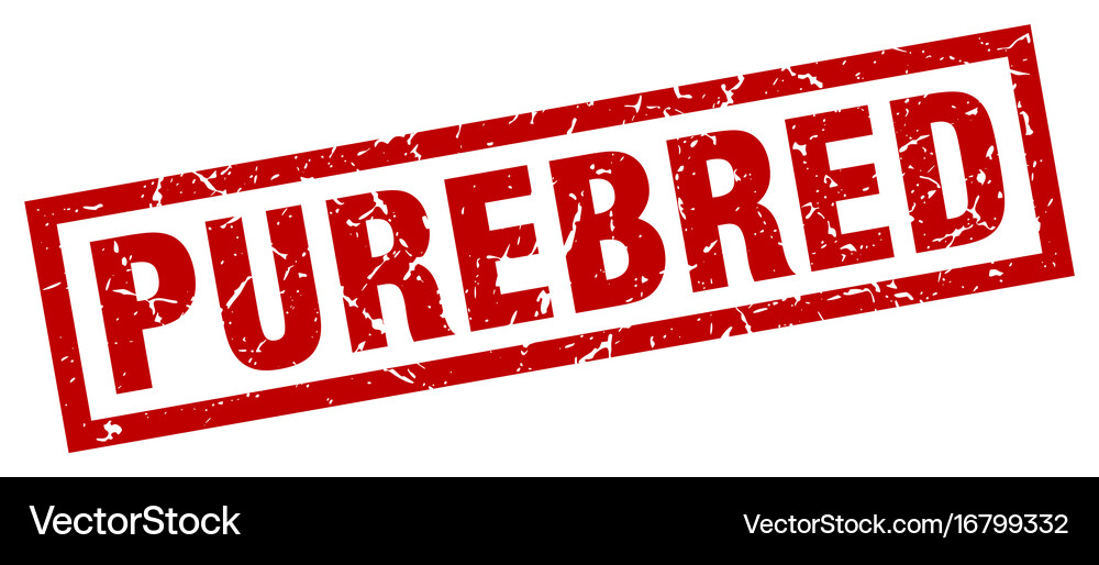 Square grunge red purebred stamp Royalty Free Vector Image