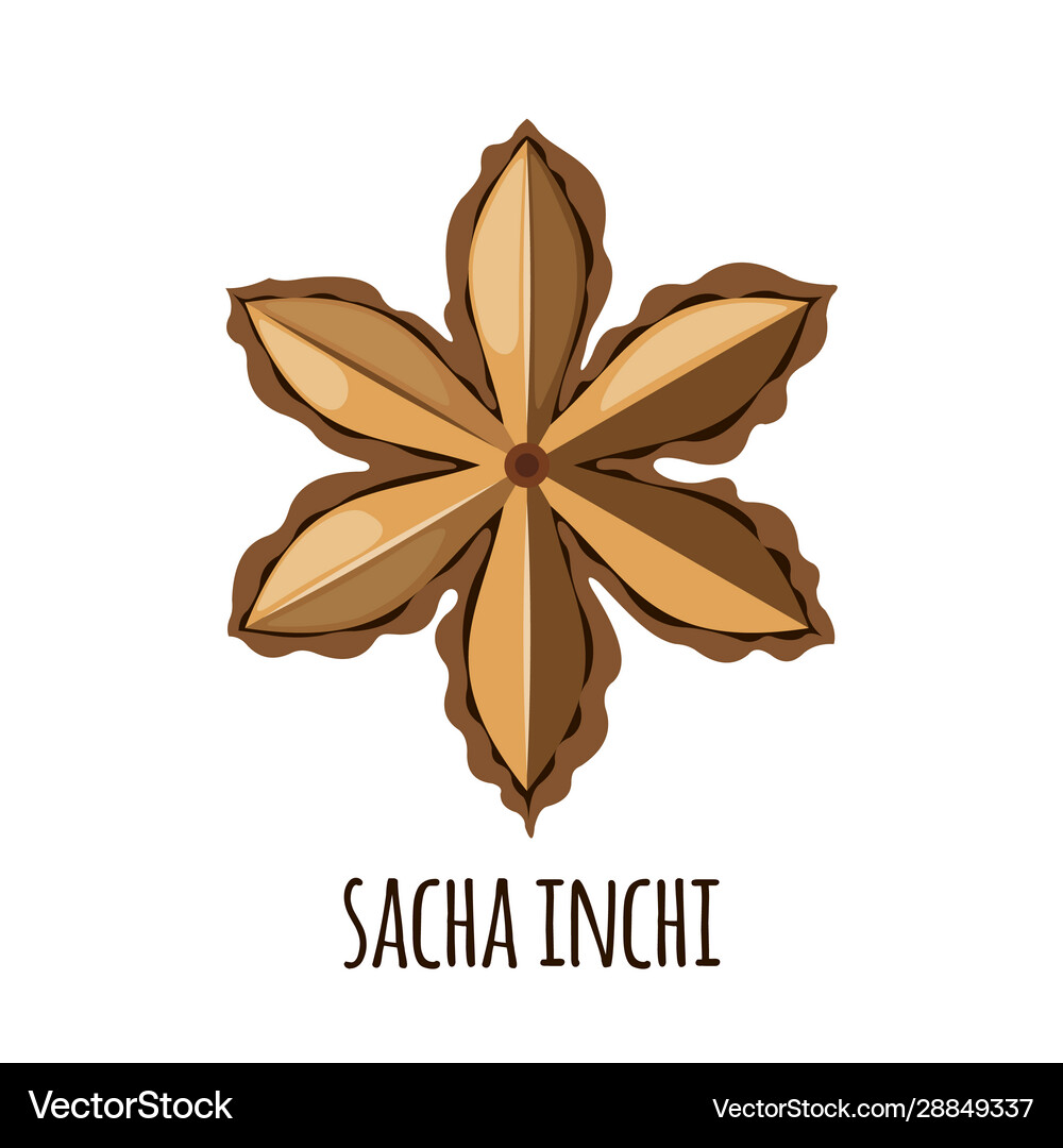 Sacha inchi icon in flat style isolated on Vector Image