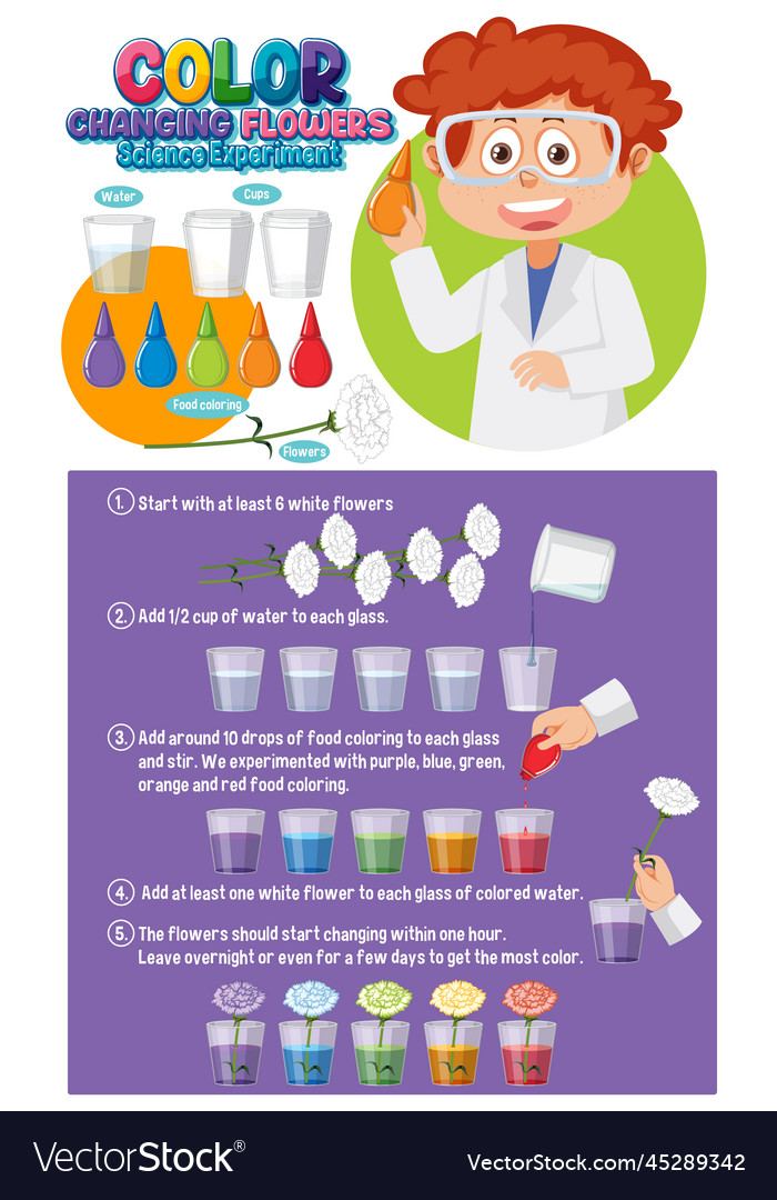 Color changing flowers science experiment Vector Image