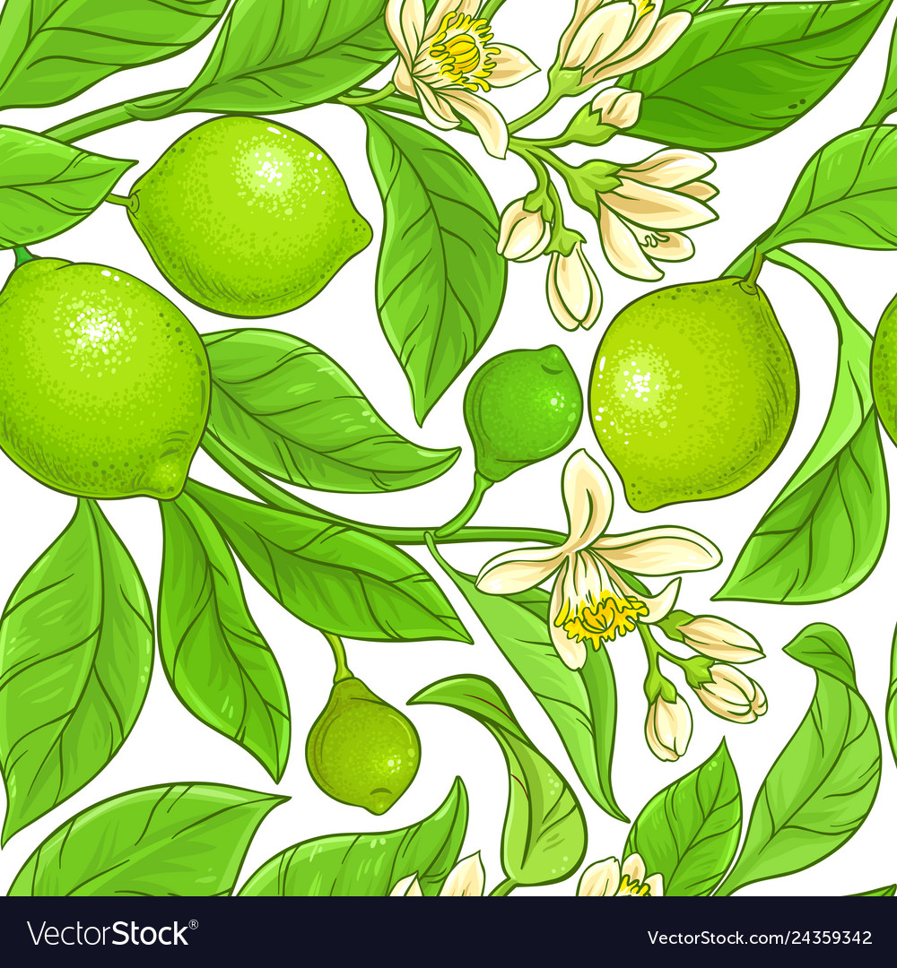 Lime branches pattern on white background Vector Image