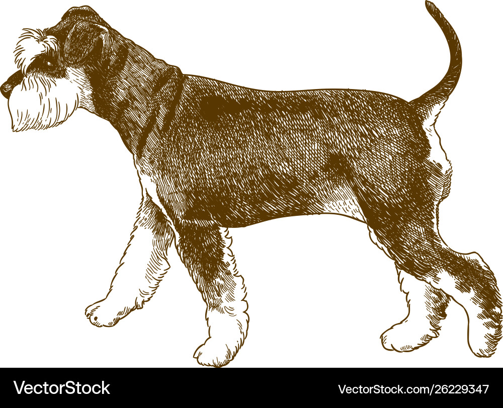 Engraving antique miniature schnauzer Royalty Free Vector