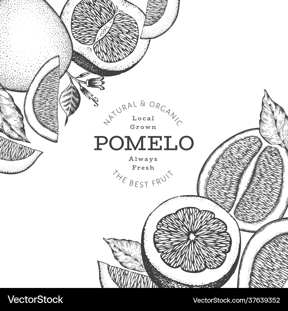 Hand drawn sketch style pomelo banner organic Vector Image