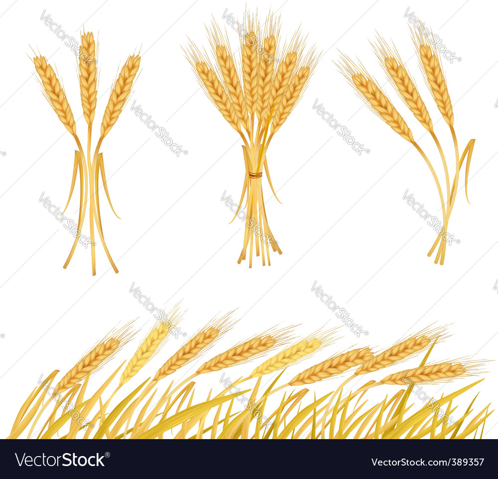 Wheat Royalty Free Vector Image - VectorStock