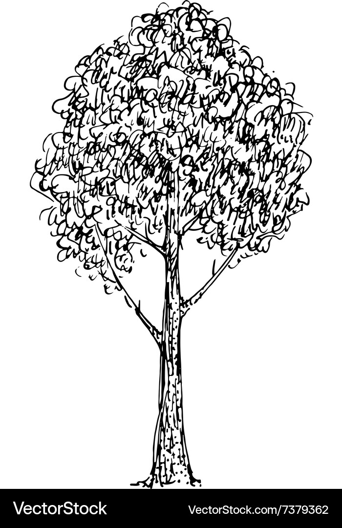 Black and white sketch of a tree Royalty Free Vector Image