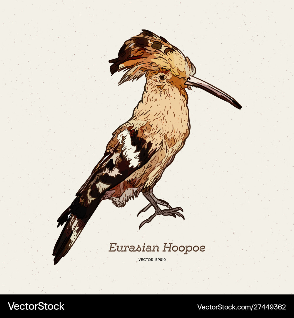 Hoopoe sketch hand drawn hoopoe Royalty Free Vector Image
