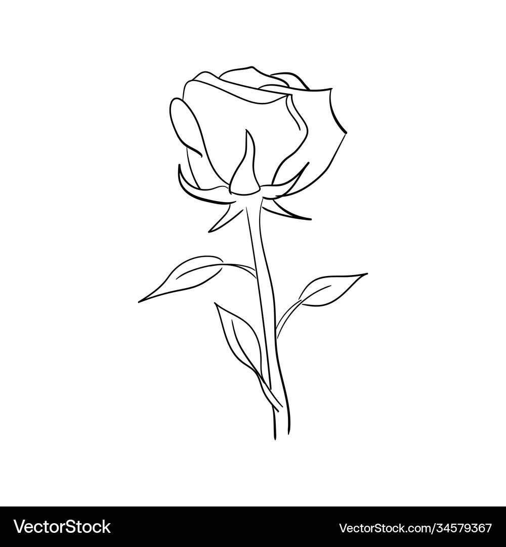 Hand drawn line art rose flower Royalty Free Vector Image