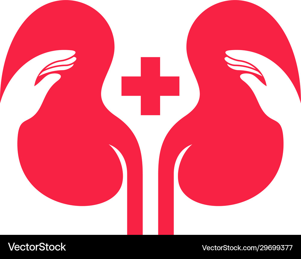 Kidney Logo Design Kidney Logo Vector Art, Icons, And Graphics For
