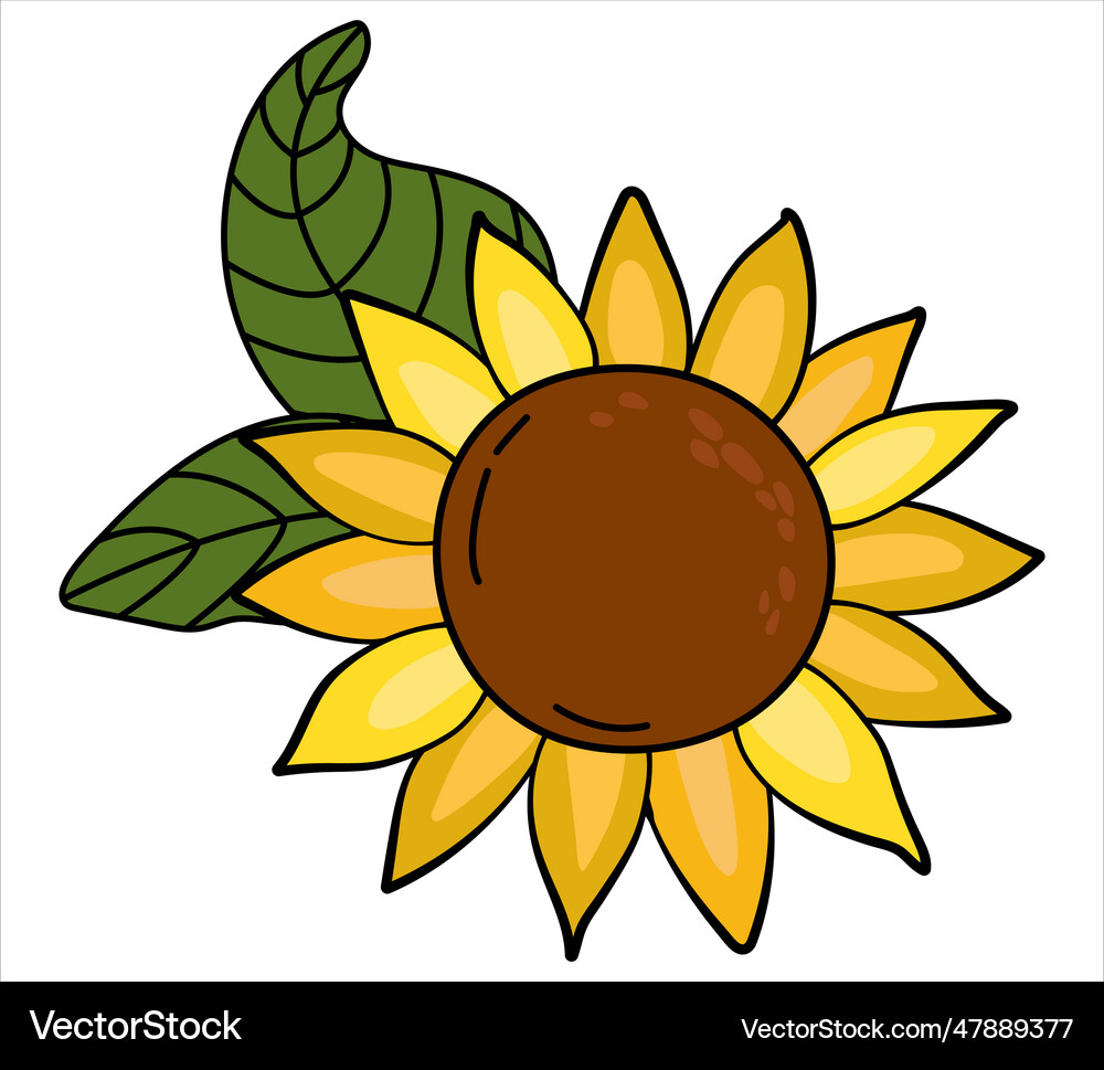 Sunflower on a white isolated background Vector Image