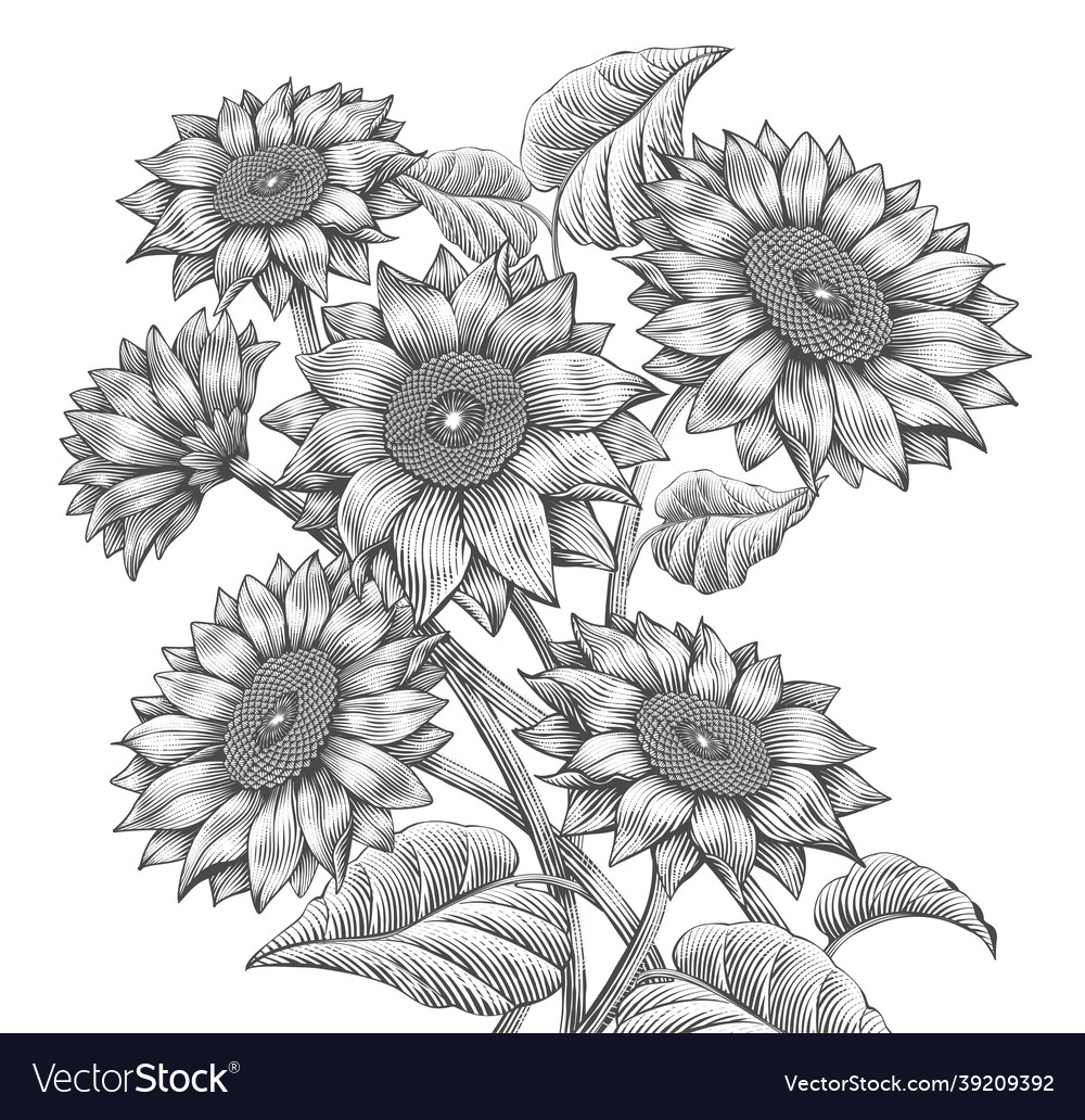 Retro sunflower elements Royalty Free Vector Image