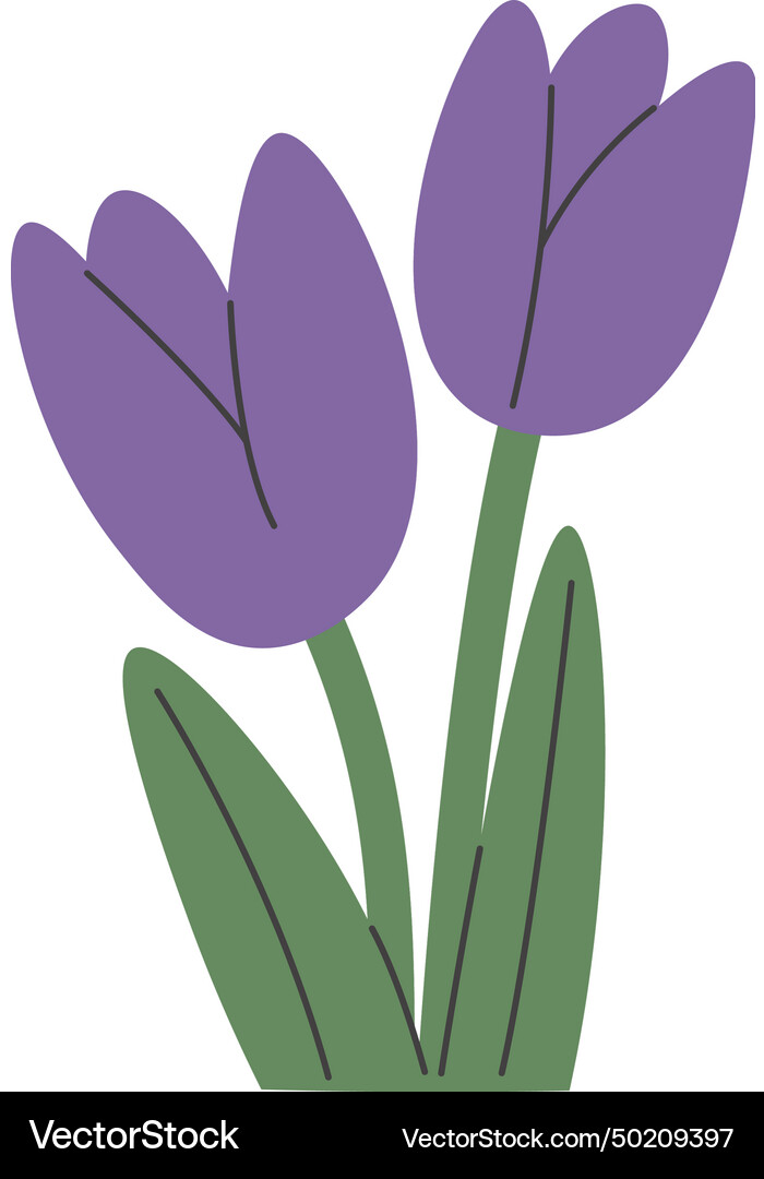 Tulip flowers plant Royalty Free Vector Image - VectorStock