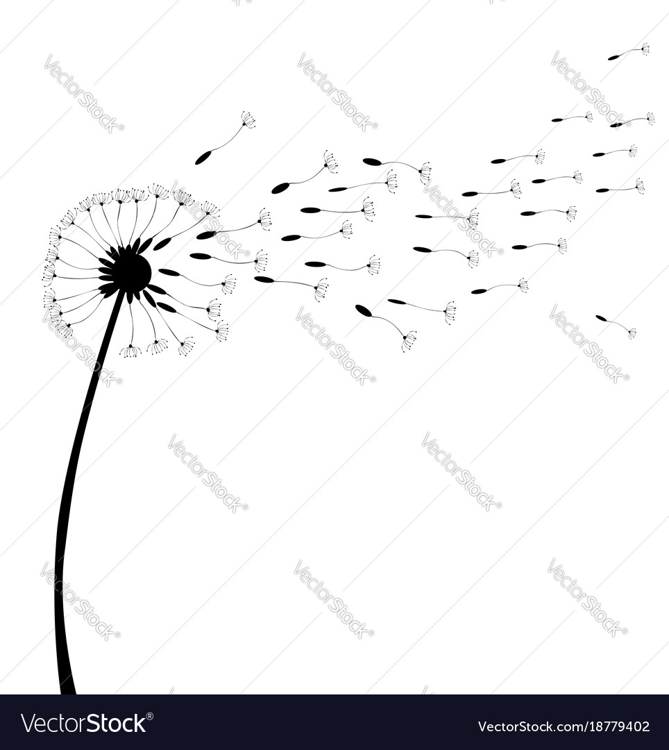 Dandelion Royalty Free Vector Image - VectorStock
