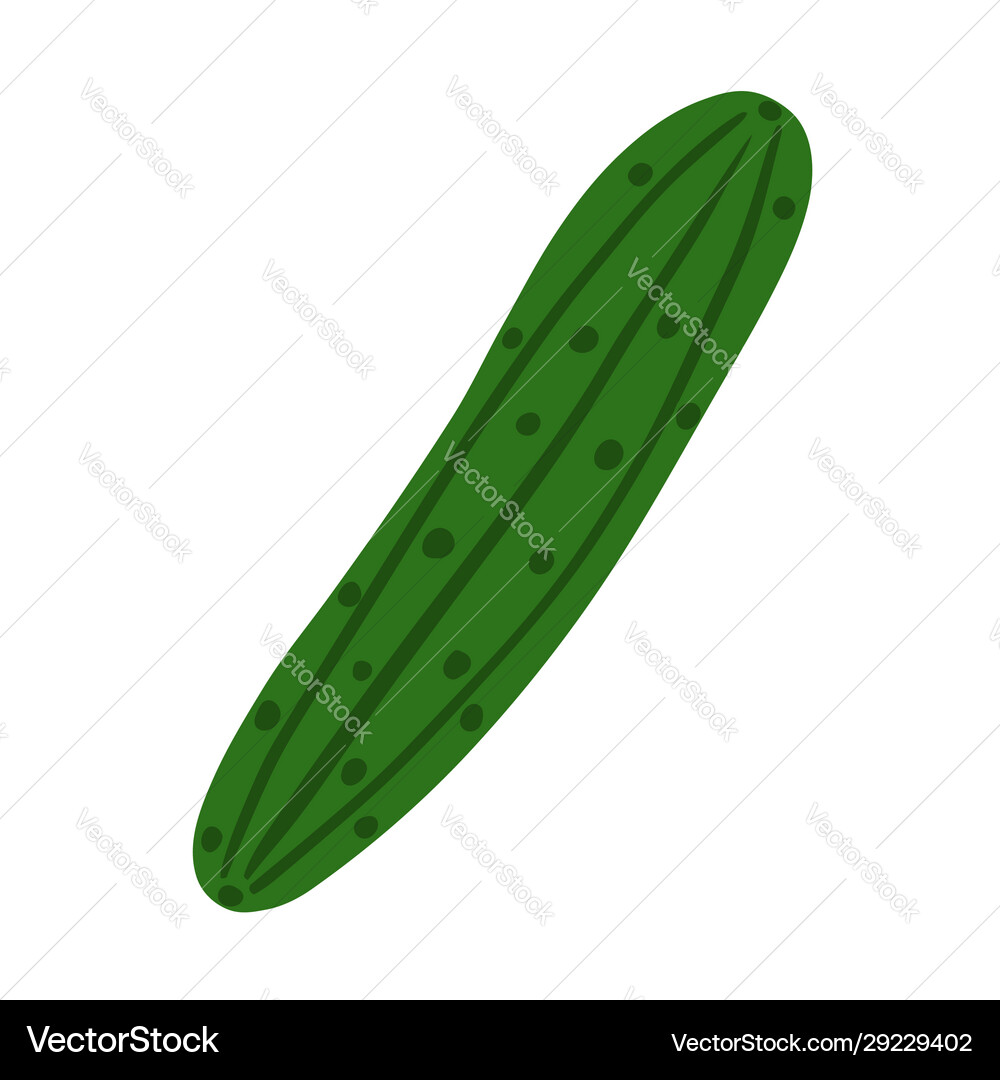 Hand drawn cucumber isolated on white background Vector Image