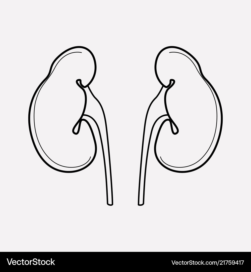 Kidney icon line element of Royalty Free Vector Image