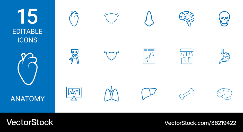 15 anatomy icons Royalty Free Vector Image - VectorStock