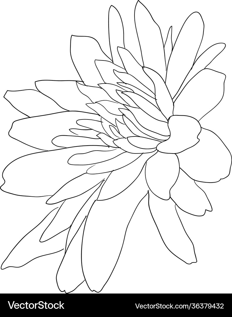 Beautiful sketch flower on white background Vector Image