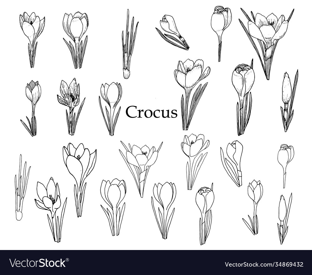Set isolated crocus Royalty Free Vector Image - VectorStock