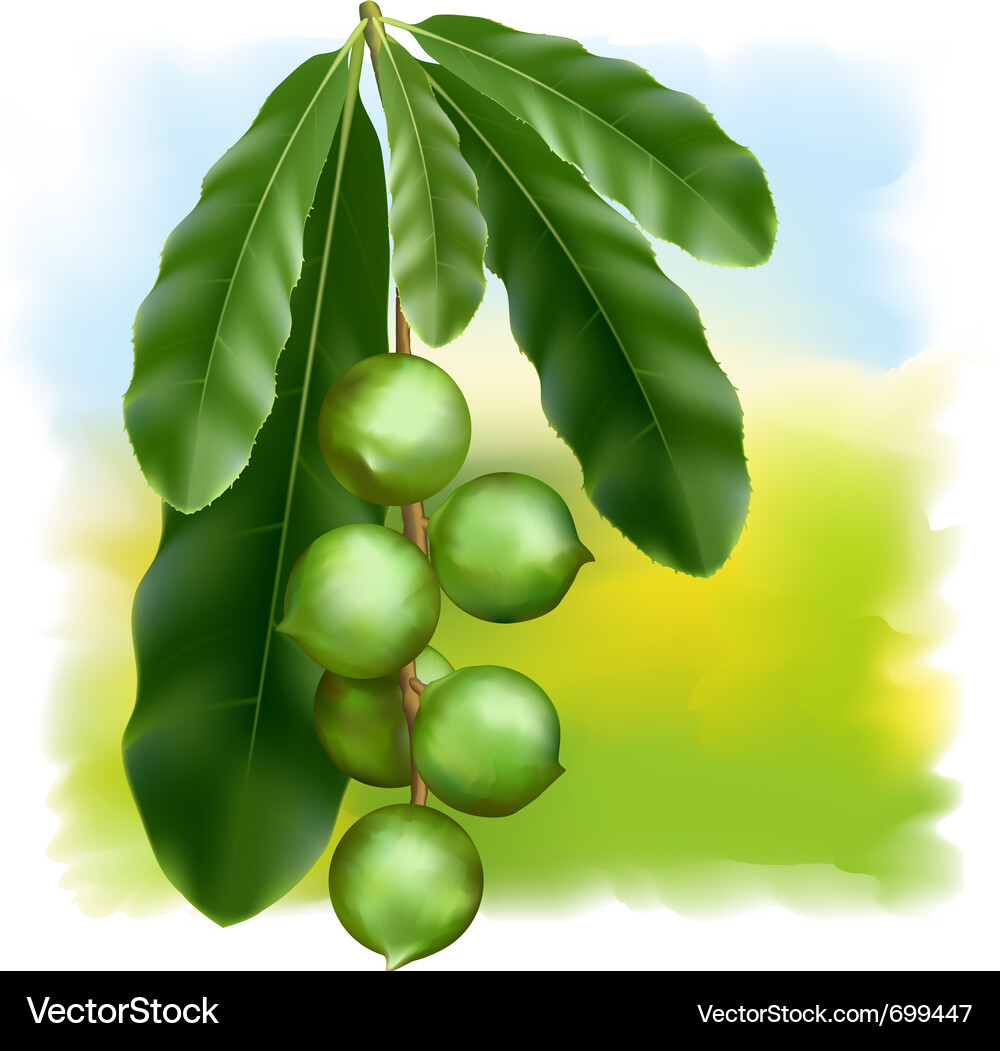Leaves and fruits Royalty Free Vector Image - VectorStock