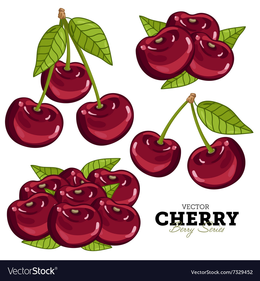 Cherry set Royalty Free Vector Image - VectorStock
