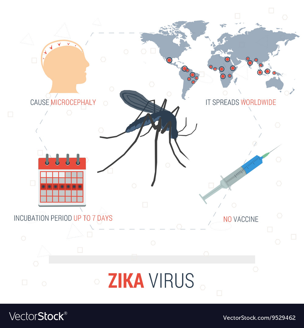 Zika virus infographic - facts Royalty Free Vector Image