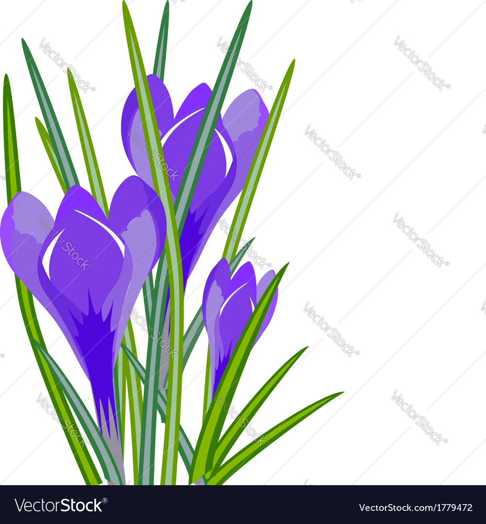 Crocuses Royalty Free Vector Image - VectorStock