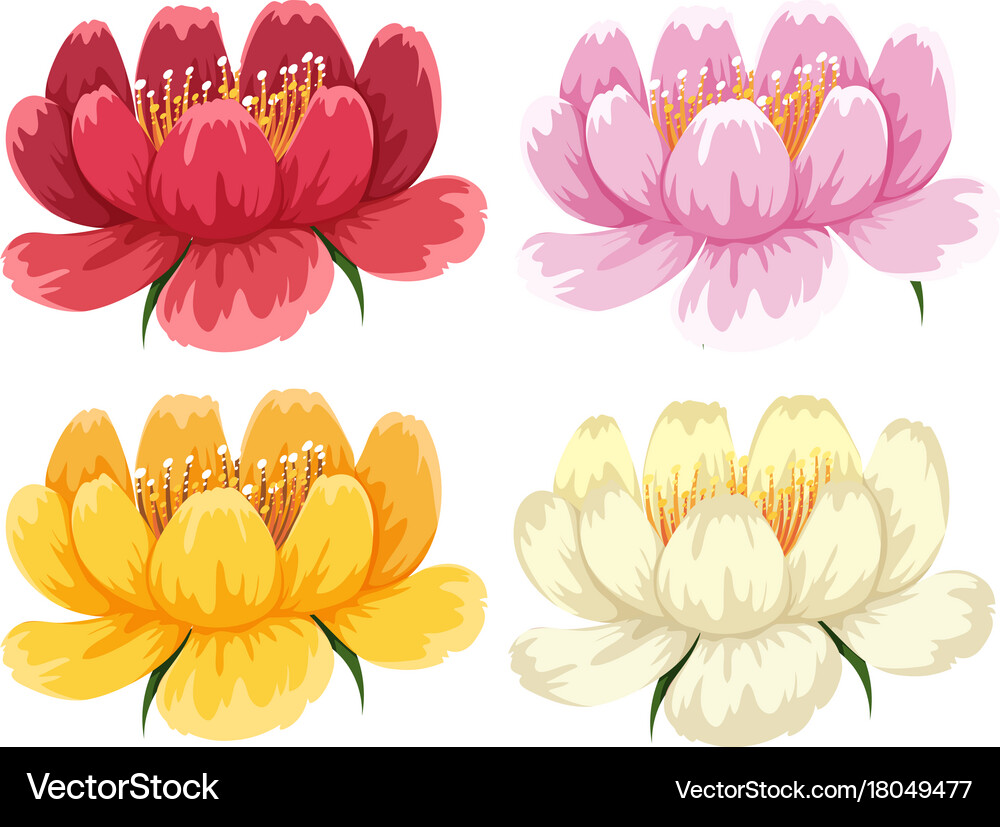 Four colors of the same type flower Royalty Free Vector