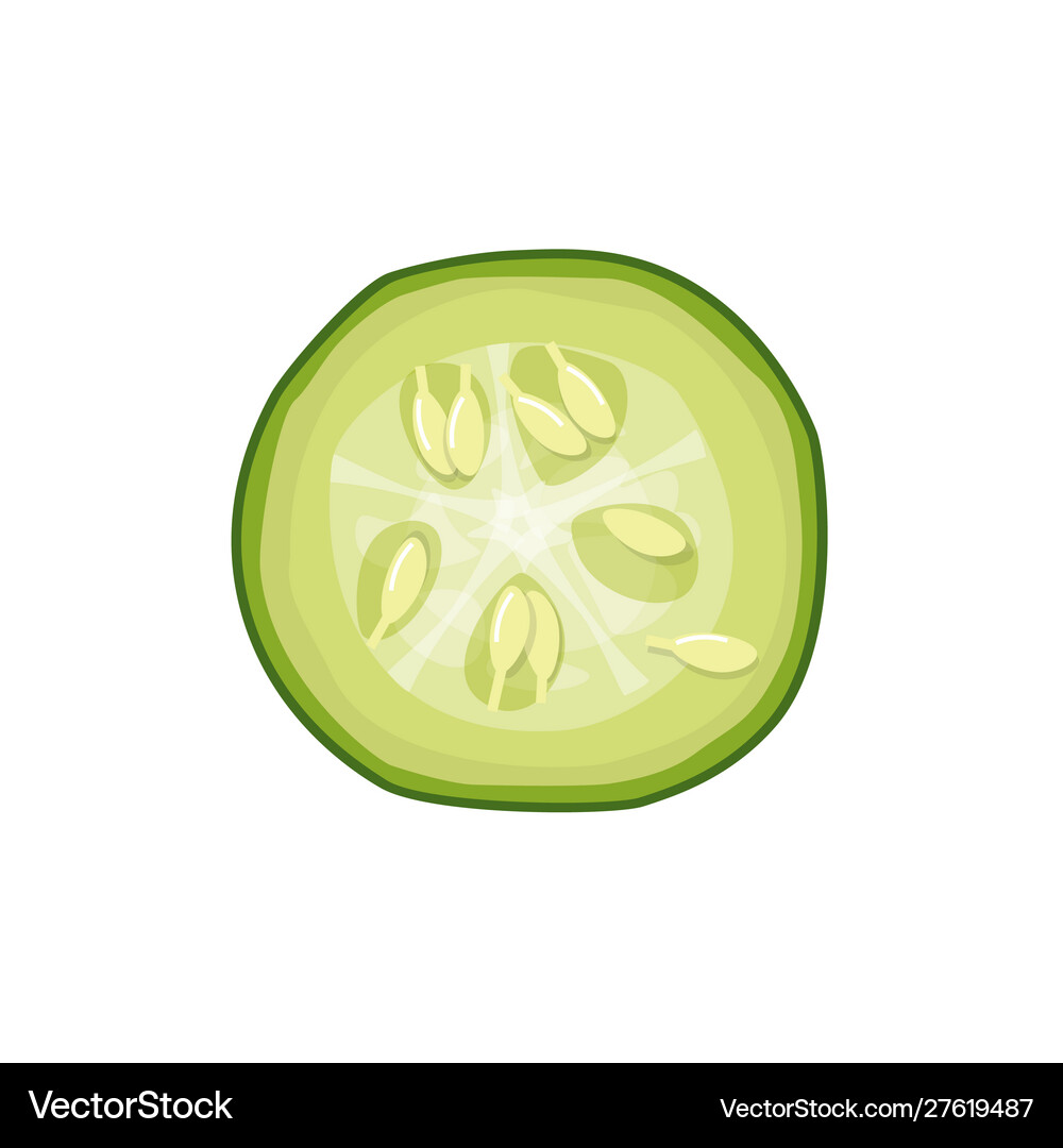 Cut green cucumber in realistic style Royalty Free Vector