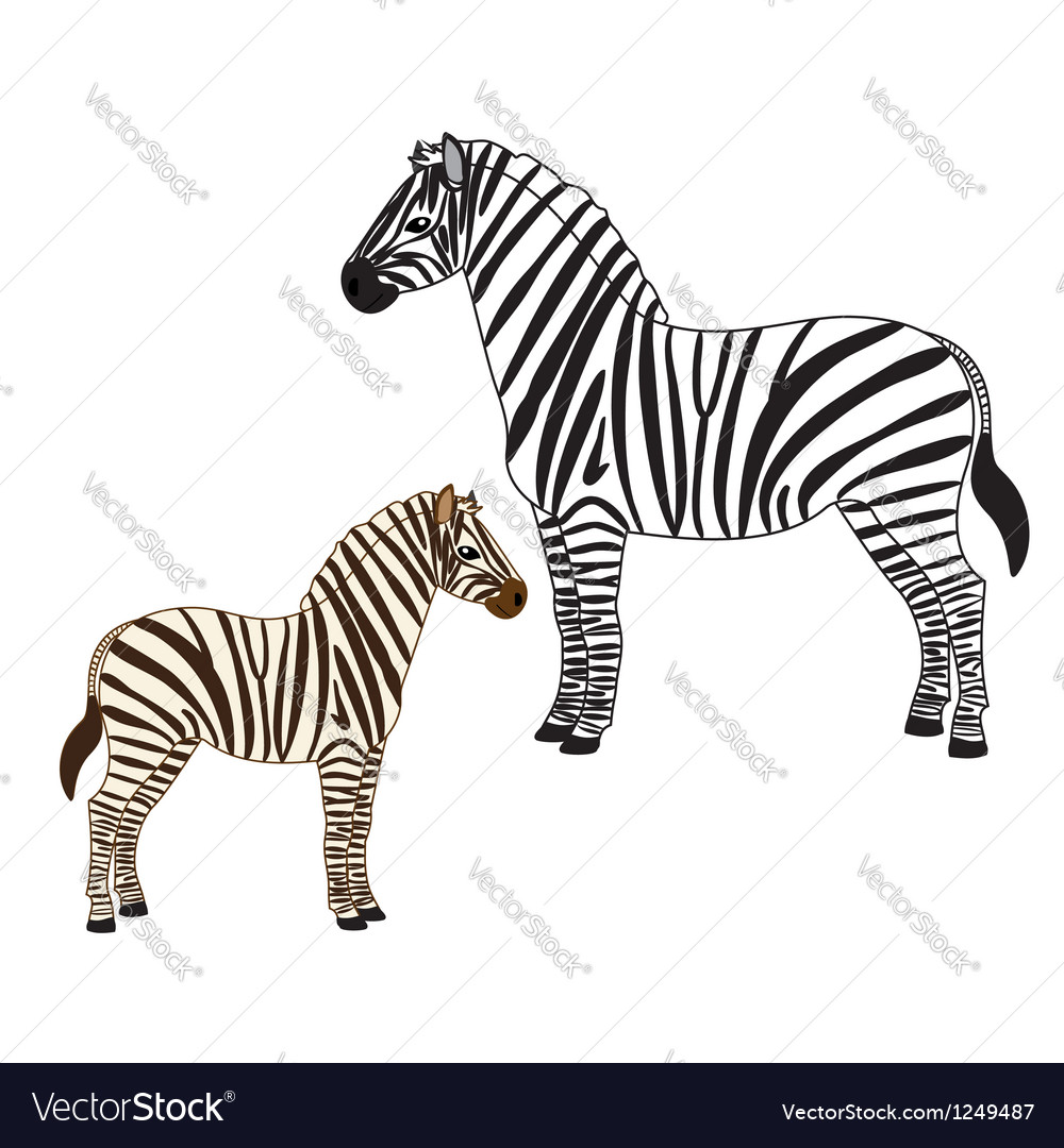 Two zebras Royalty Free Vector Image - VectorStock Two zebras Royalty Free Vector Image - VectorStock