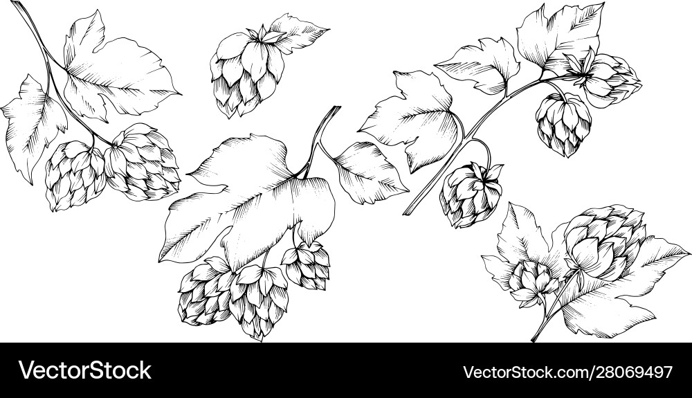 Black and white engraved humulus ink art Vector Image