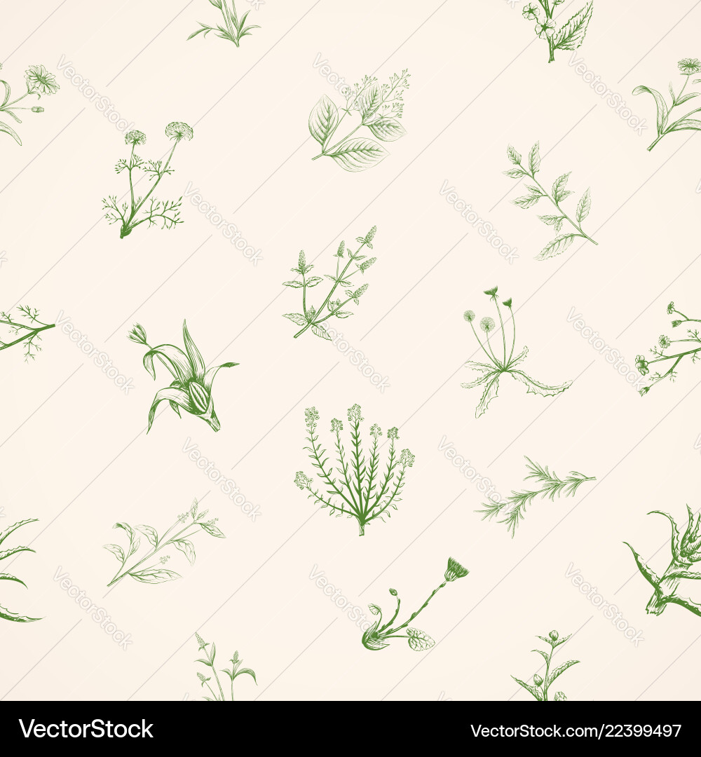 Hand drawn sketch medicinal plants Royalty Free Vector Image