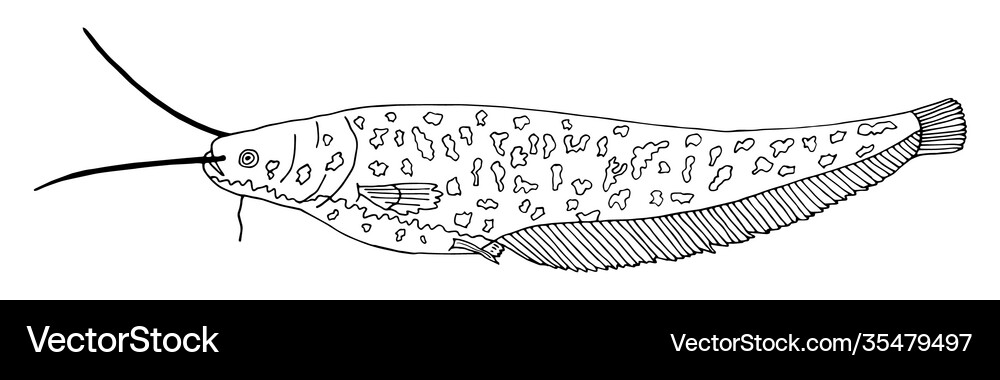 Sheatfish hand drawn isolated on white background Vector Image