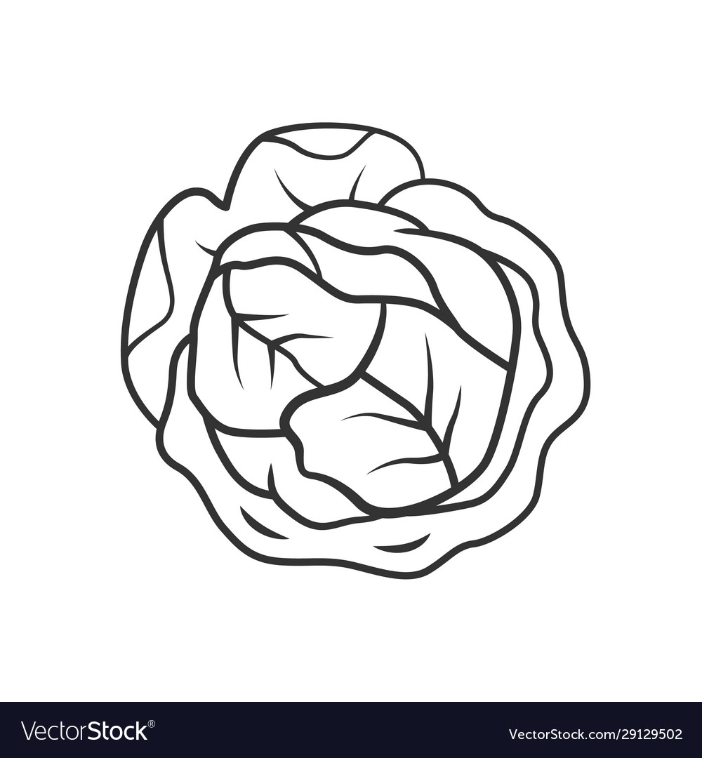 Cabbage Outline Cabbage Outline Stock Photos, Images And Backgrounds