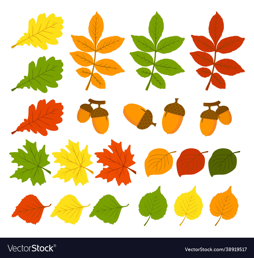 A set autumn leaves and acorns on an autumn Vector Image