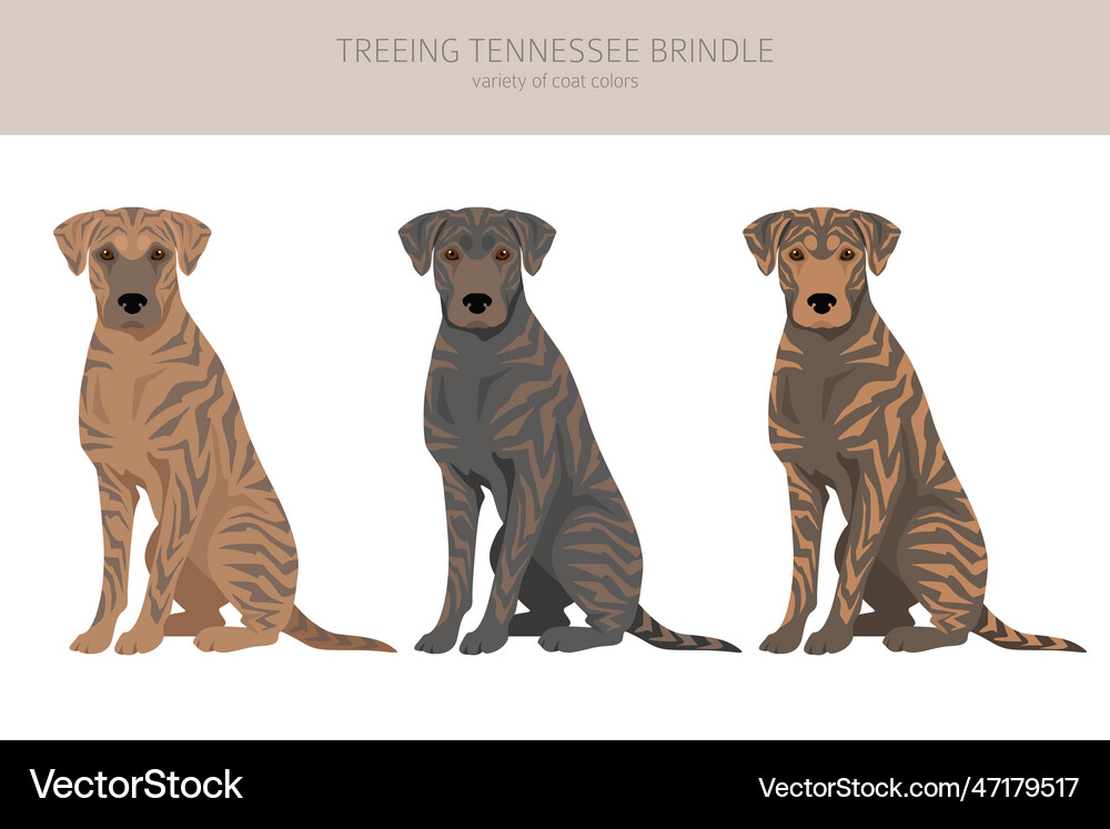 Treeing tennessee brindle clipart different poses Vector Image