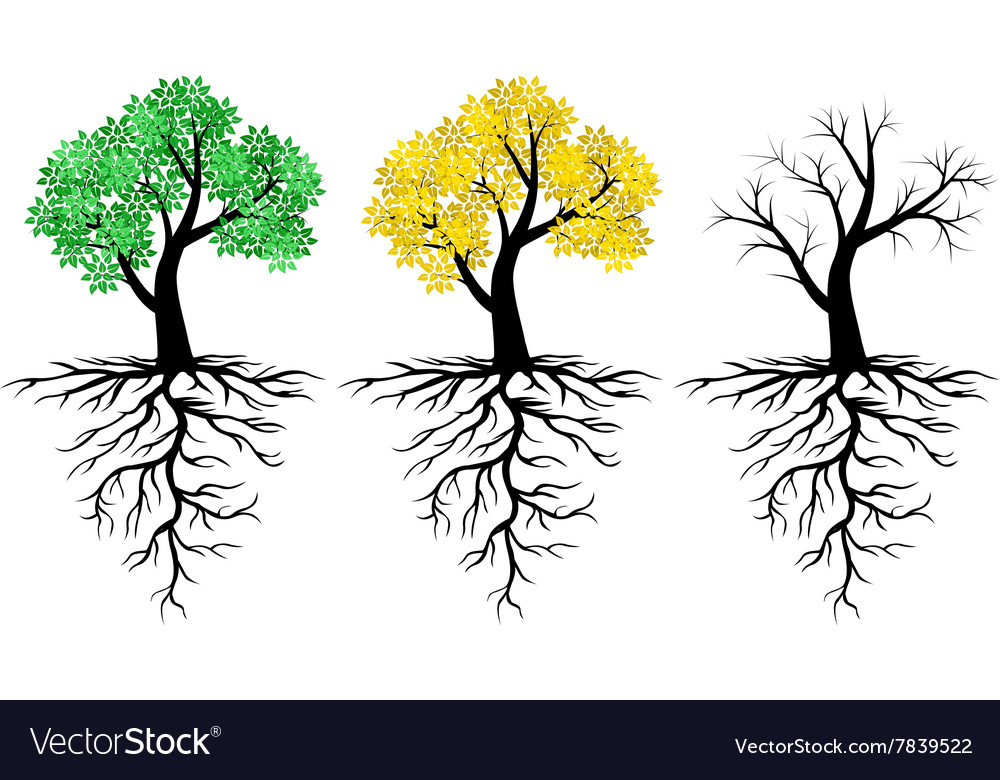 Tree root set Royalty Free Vector Image - VectorStock
