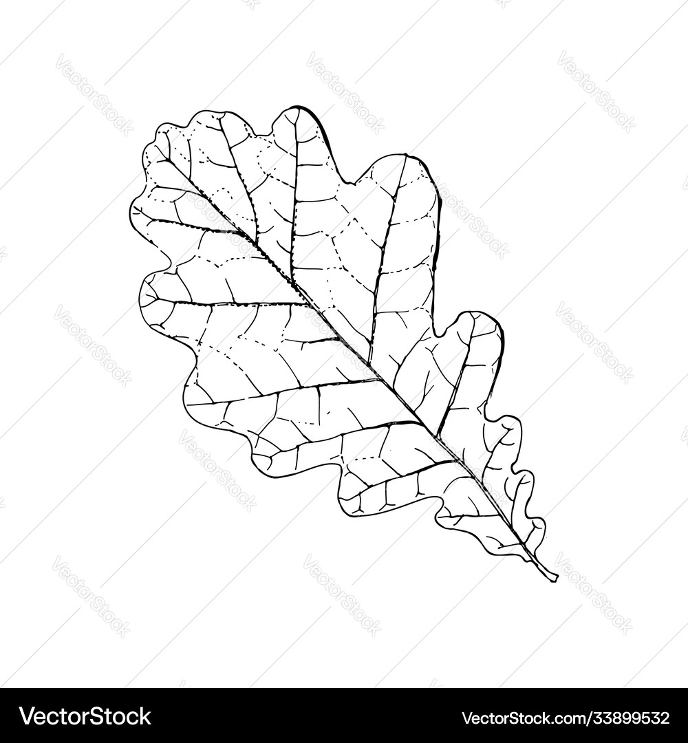 Hand-drawn oak leaf lineart isolated on white Vector Image