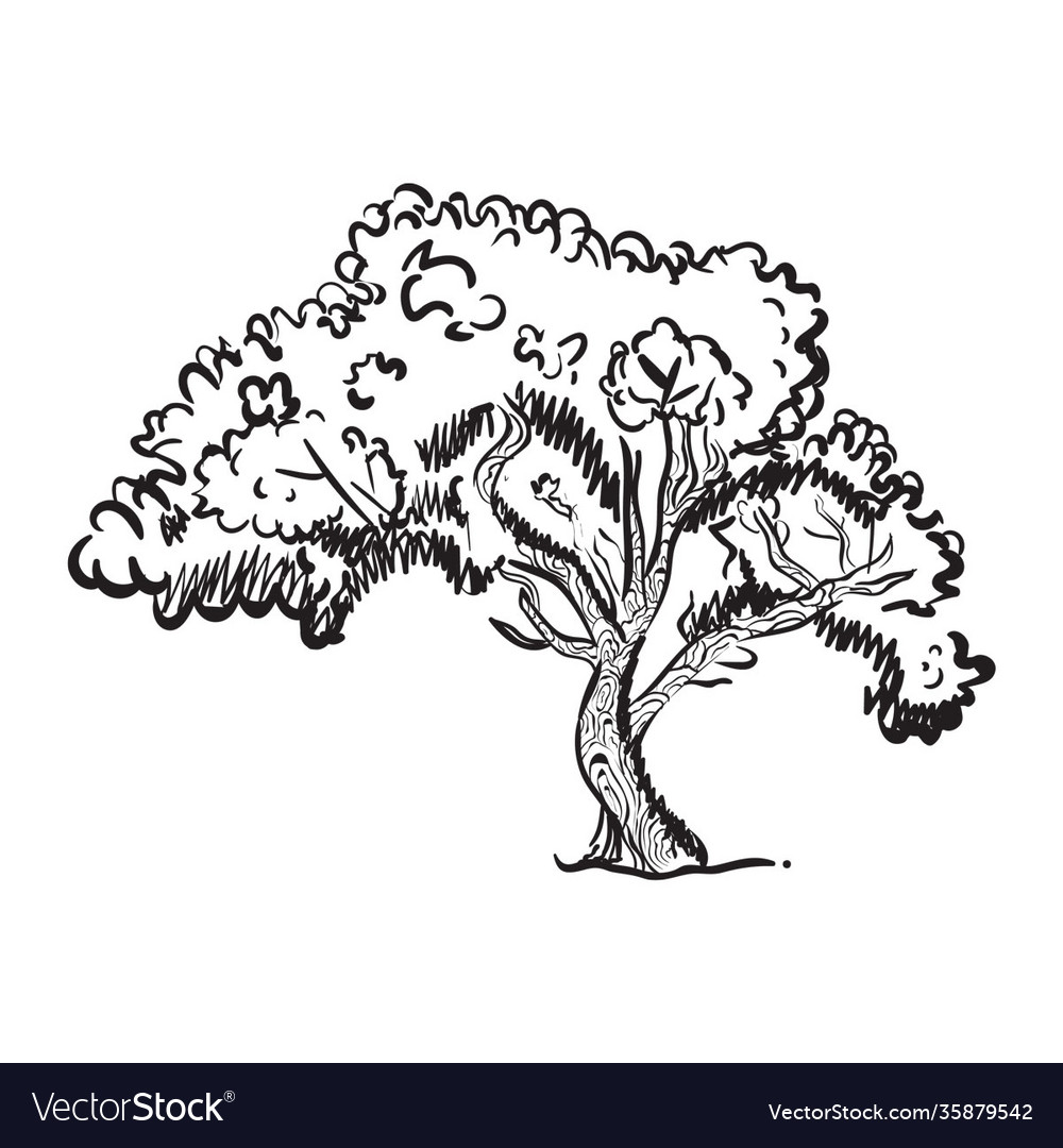 Cedar tree Royalty Free Vector Image - VectorStock