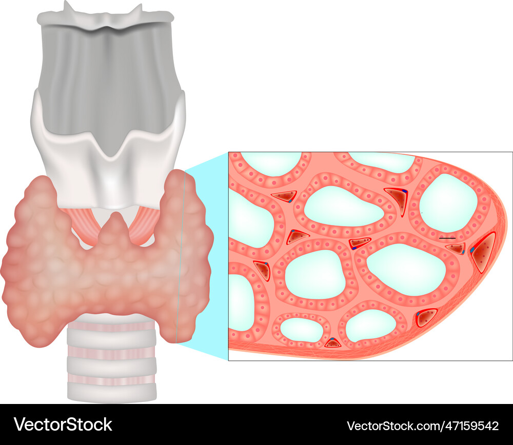 Structure of the thyroid gland histological Vector Image