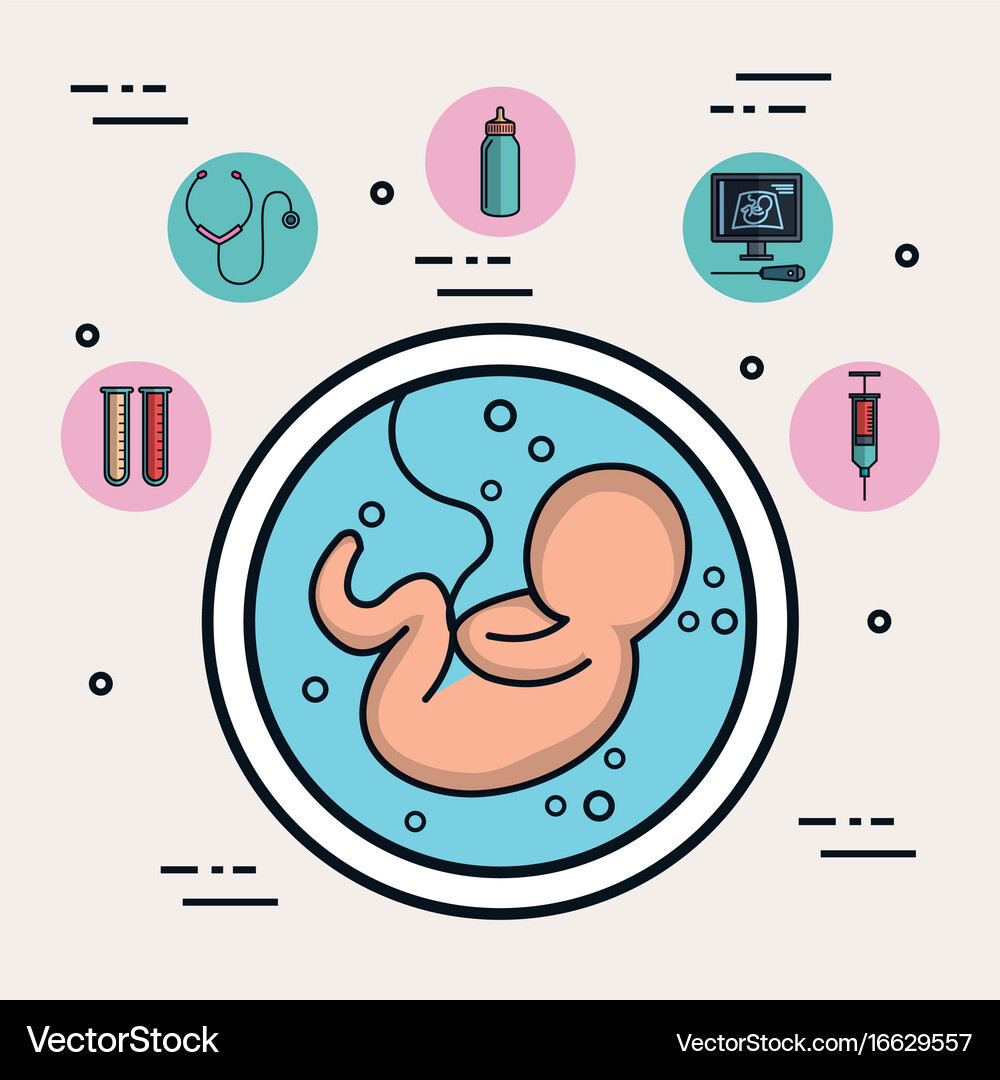 Pregnancy growth baby fetus development amniotic Vector Image