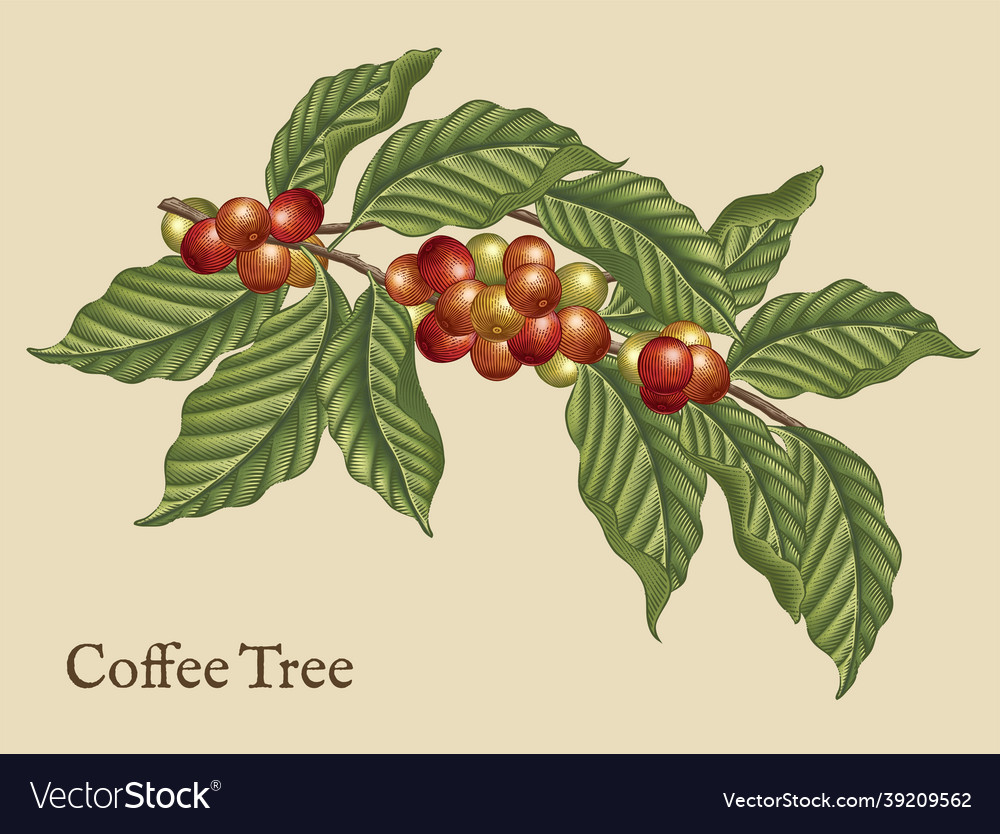 Coffee tree elements Royalty Free Vector Image
