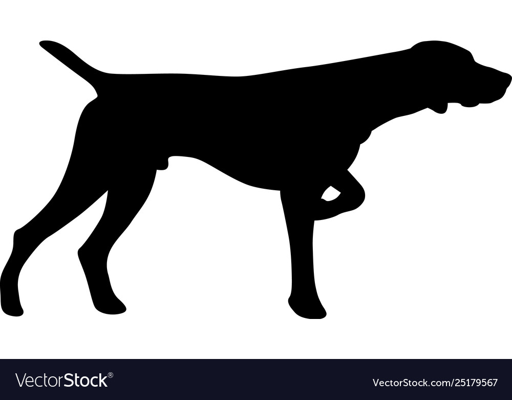 Pointer dog Royalty Free Vector Image - VectorStock