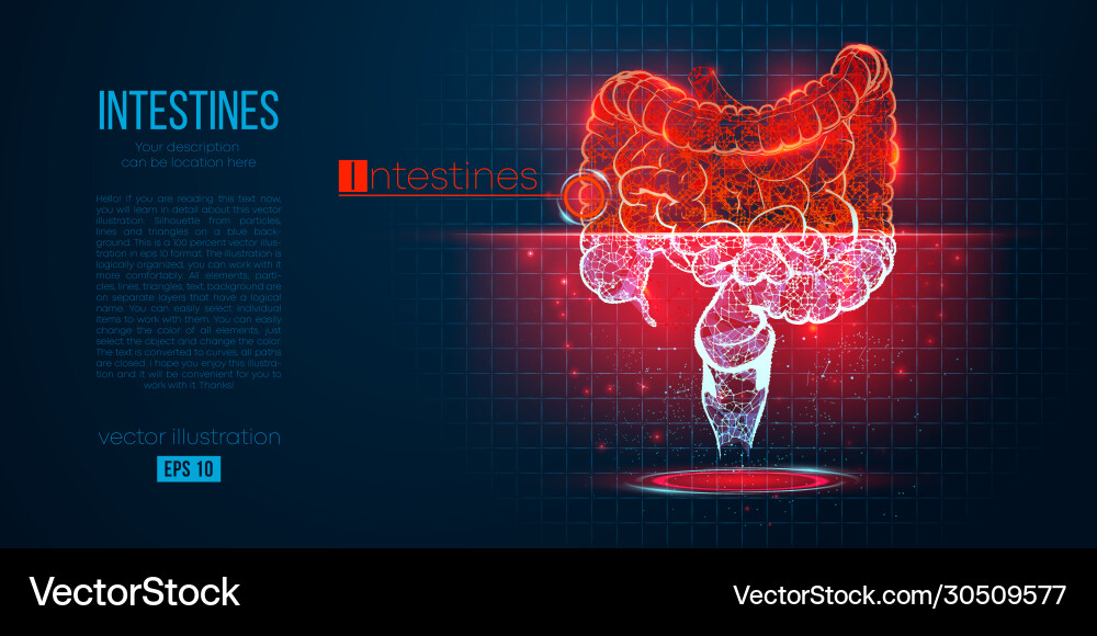 Abstract silhouette polygonal organ intestines Vector Image