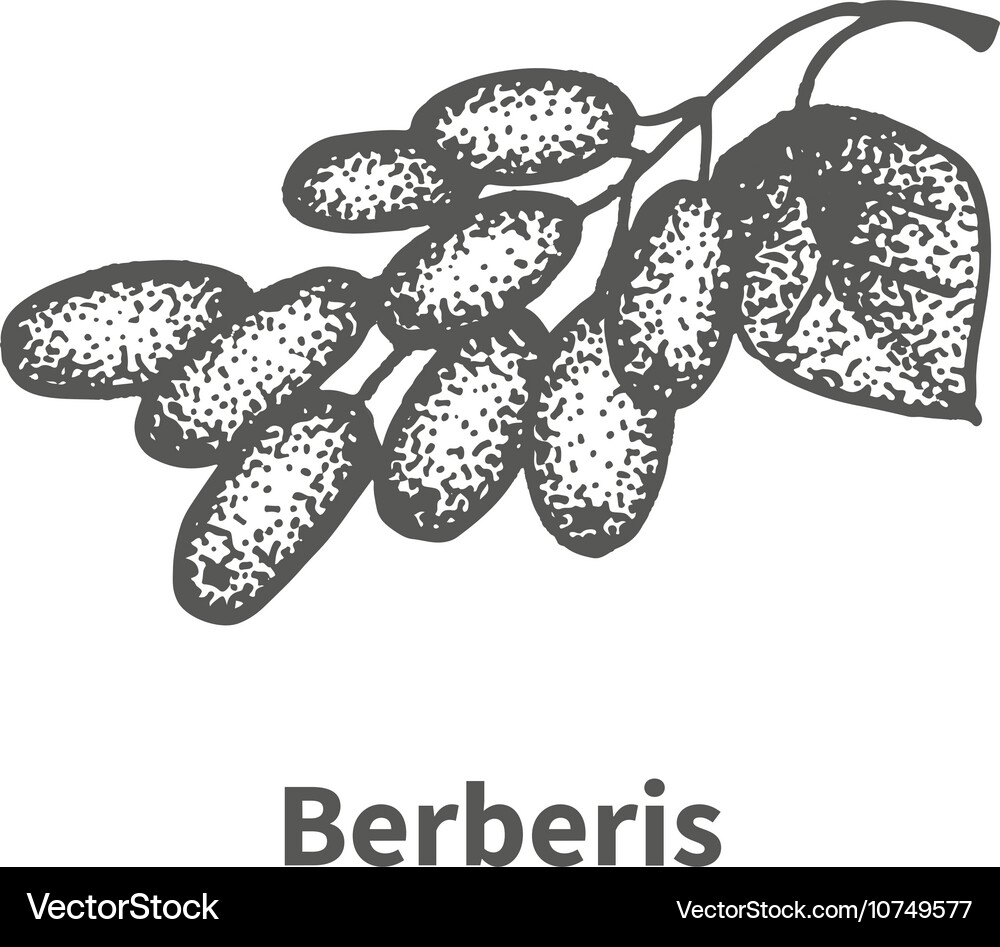 Sketch berberis with leaves and branches Vector Image