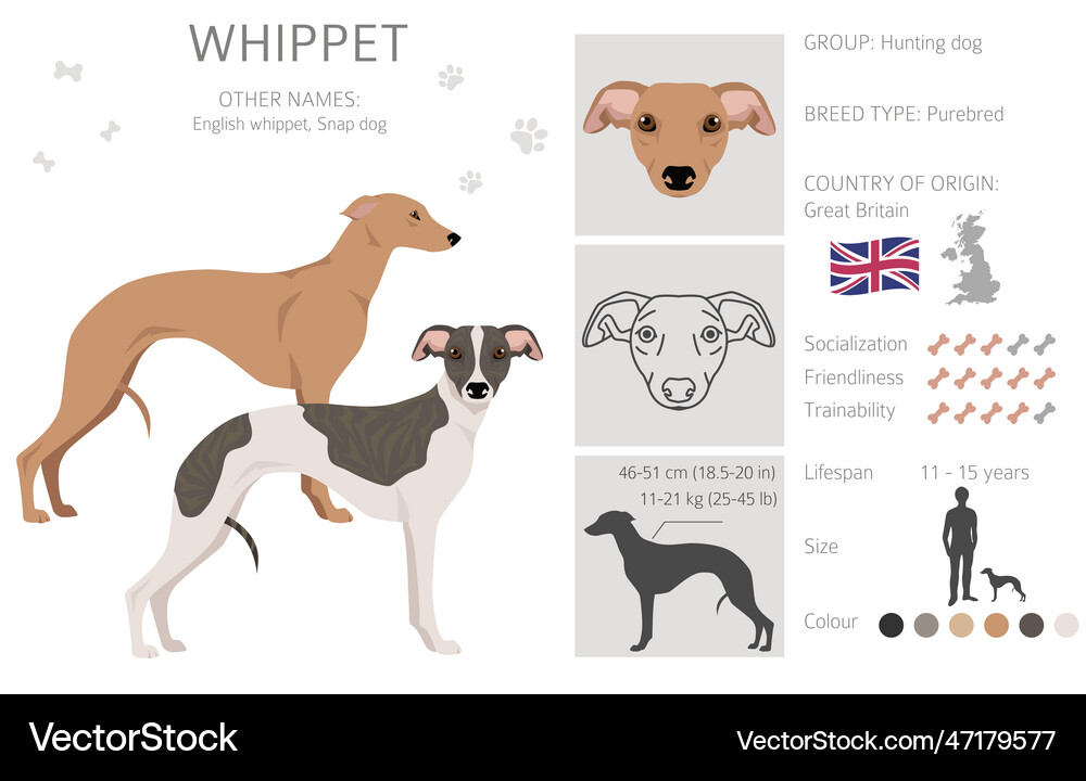 Whippet clipart different poses coat colors set Vector Image