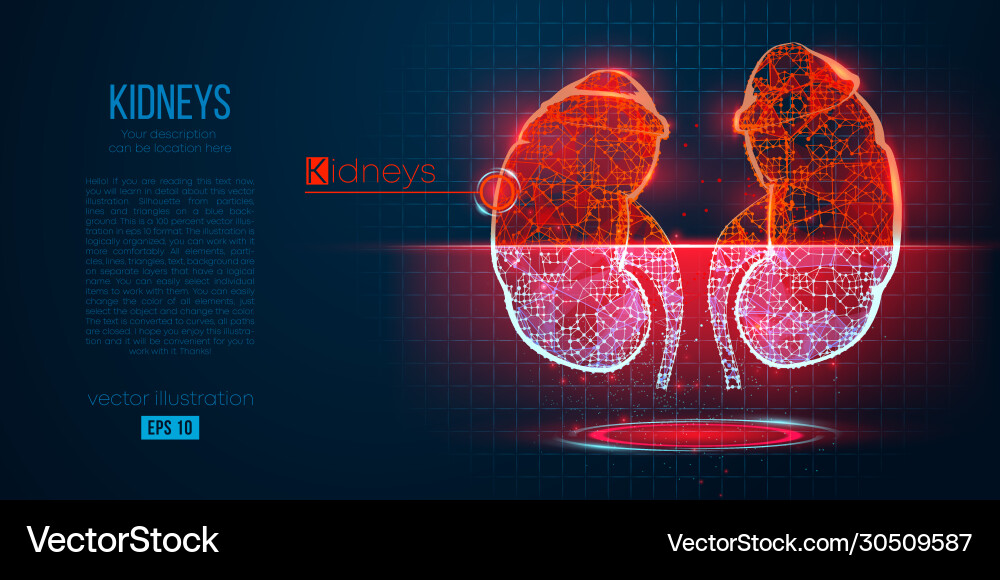 Abstract silhouette polygonal organ kidney Vector Image