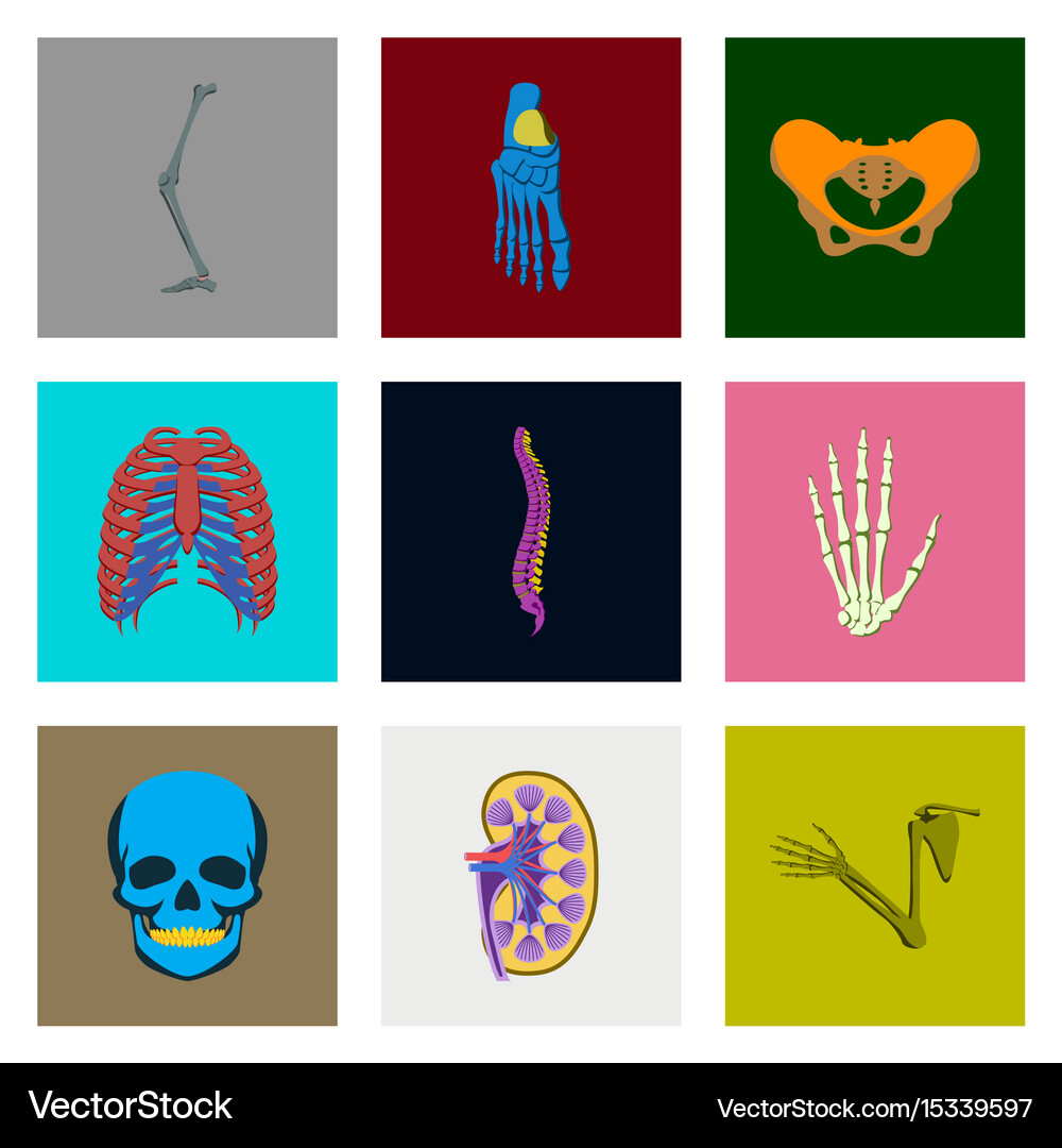 Icons set in flat style human bones Royalty Free Vector