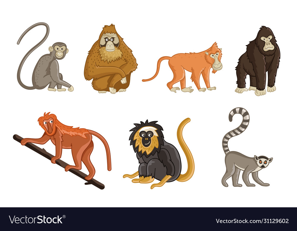 Cartoon monkeys wildlife and zoo animals Vector Image