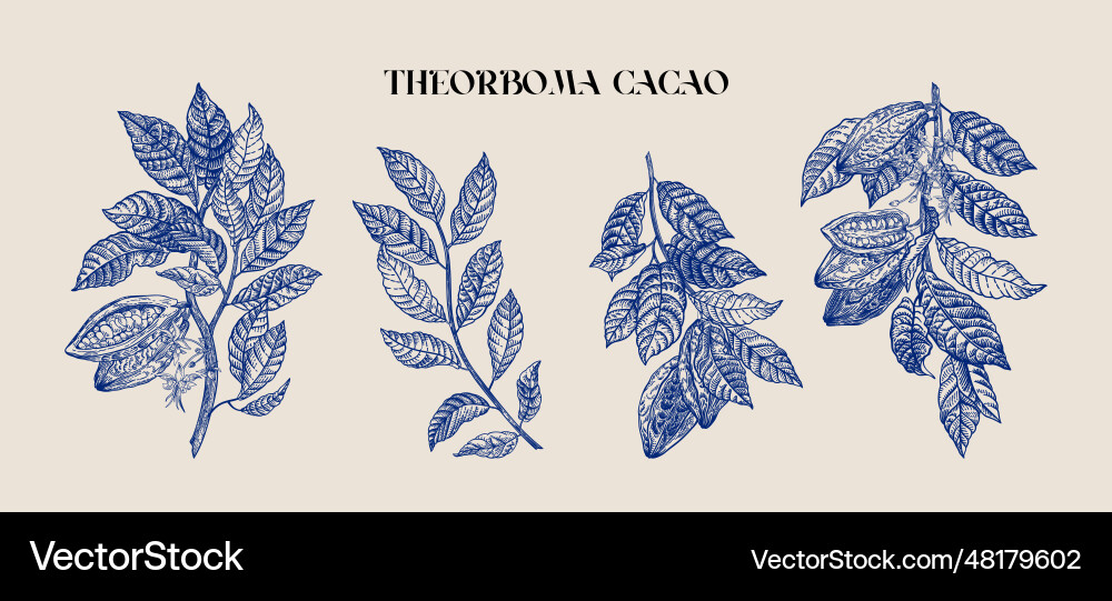 Cocoa plant set Royalty Free Vector Image - VectorStock